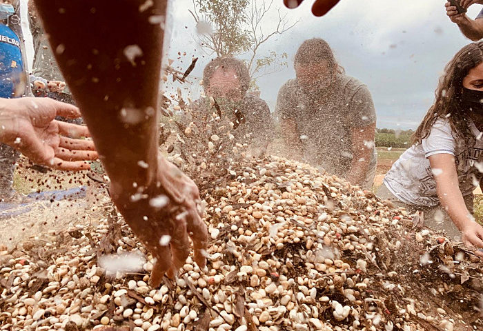 Muvuca: conheça a técnica de plantio que germina saberes e ...